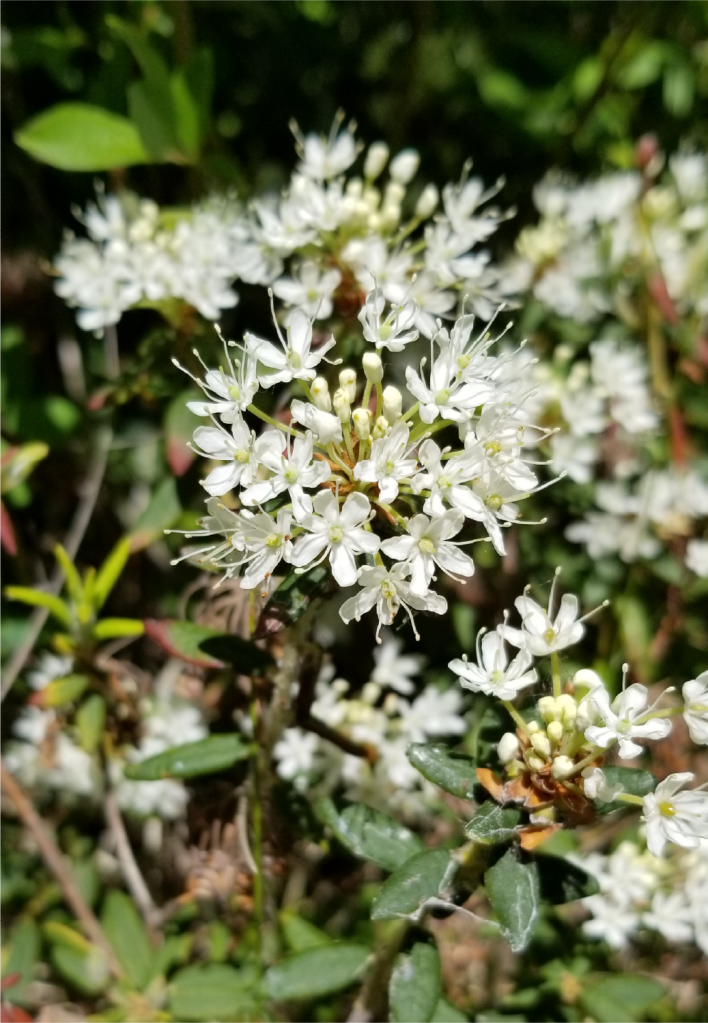 Reconciliation – Justis Henault